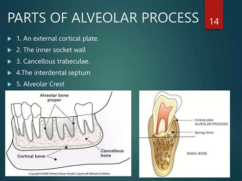 Alveolar Bonepptx