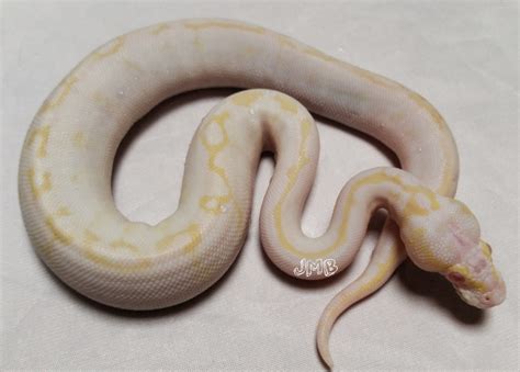 Worlds First Female Recessive Freeway Combo Is Available Ball Python