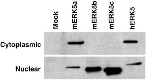 Subcellular Localizations Of Different Mouse Erk5 Splice Variants