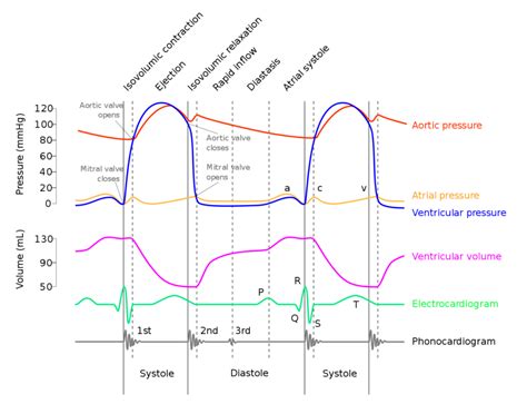 Heart Murmurs Heart Sounds Geeky Medics