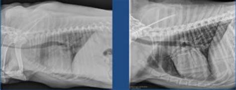 Lucent Heart Class Fasrcalls