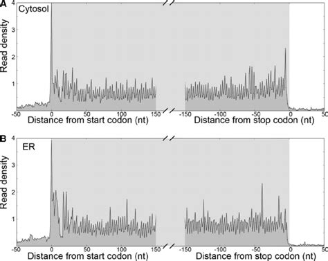 Spatial Patterns Of Ribosome Occupancy On Mrnas A And B Density Of