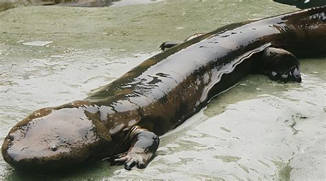 The Worlds Largest Living Amphibian The Chinese Giant Salamander Can