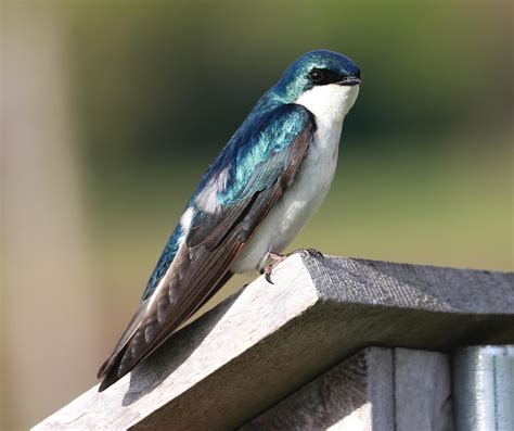 나무 제비 조류 Pixabay의 무료 사진 Pixabay