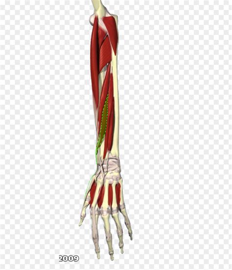 Hand Extensor Pollicis Brevis Muscle Forearm Flexor Longus Png Image