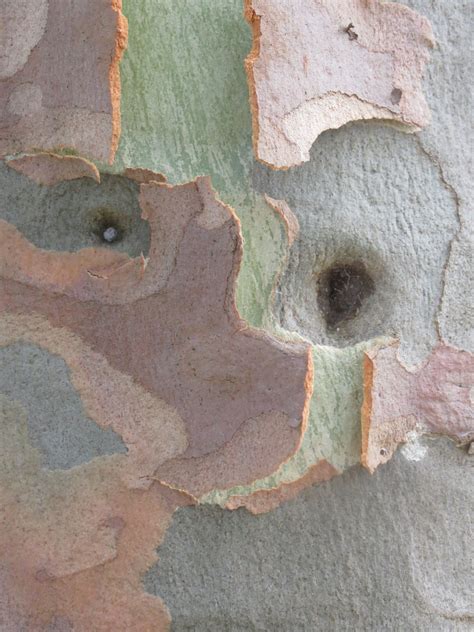 Tree Bark Tree Textures Color Textures Textures Patterns Peeling Paint Natural Texture Wood