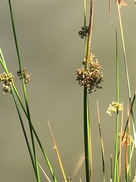 Juncaceae Juncus
