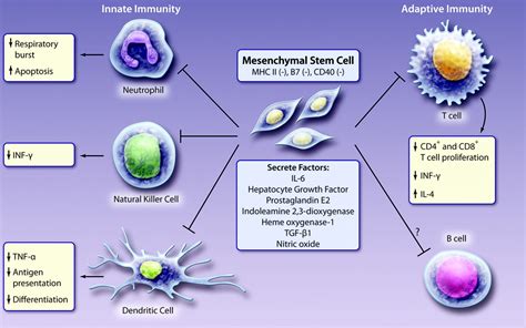 Mesenchymal Stem Cells Circulation Research