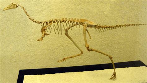 Mononykus The Swift Hunter With A Deadly Claw