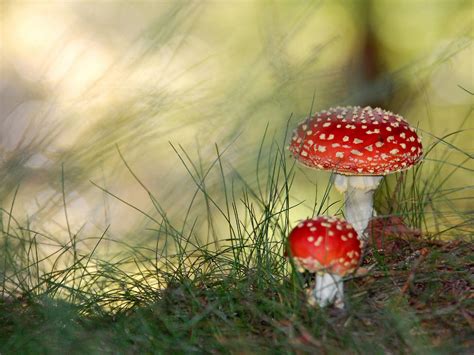 Top 999 Cute Mushroom Wallpaper Full Hd 4k Free To Use