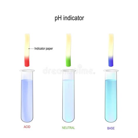PH Indicator Determination Of Acidity Liquid Using Litmus Paper Stock Vector Illustration Of
