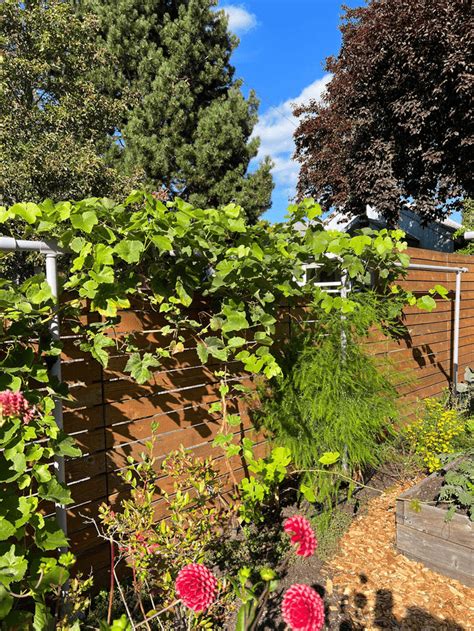 Trellis And Plant Supports