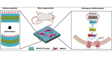 Accelerated Bone Regeneration On The Metal Surface Through Controllable Surface Potential Acs