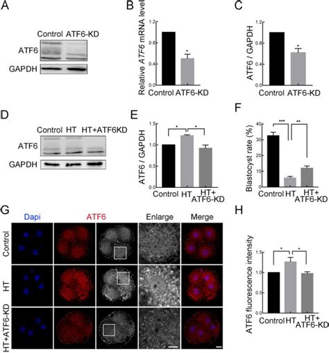 Atf6 Aggravates Apoptosis In Early Porcine Embryonic Development By