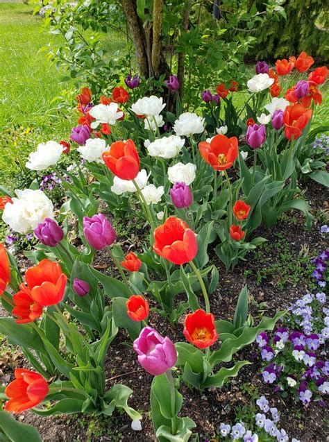 Tulip Flowers Of Different Colors In A Garden In Spring Season Stock