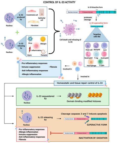 The Role Of IL ST In COPD And Its Future As An Antibody Therapy PMC