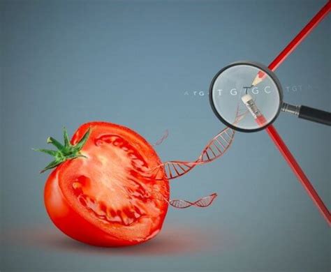 Gene Edited Crops Vs Gmos Whats The Difference—and Why Does It Matter