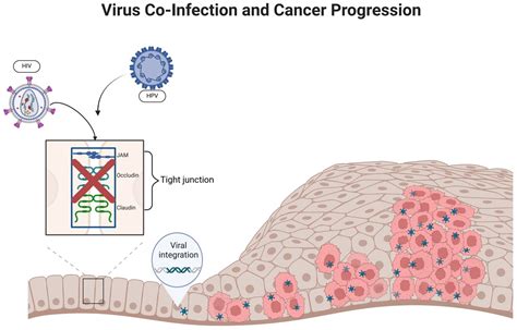 Frontiers Impact Of Hiv On Hpv Related Cancers In Men Who Have Sex