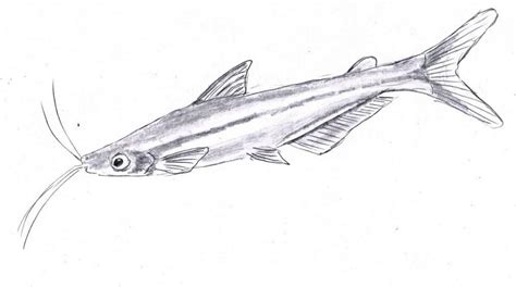 Pseudeutropius Brachypopterus Псевдотропиус брахипоптерус ВСЕ О