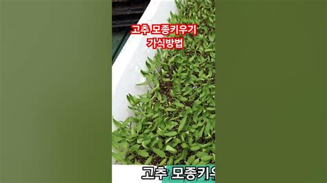 고추 모종키우기 괴산청결고추 충북 괴산 유튜브 농튜브 풀뿌리농장 자연특별시괴산 자연울림 Shorts Youtube