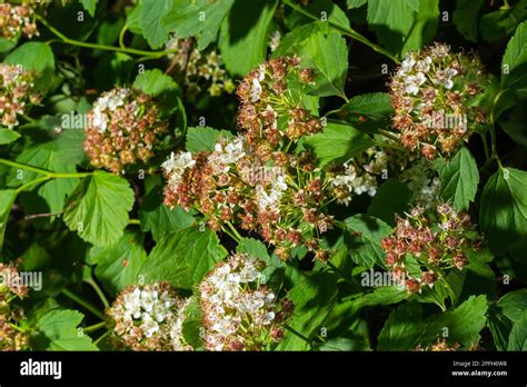 Flowering Ninebark Shrub Close Up Physokarpus Capitatus Commonly Called Pacific Ninebark Or