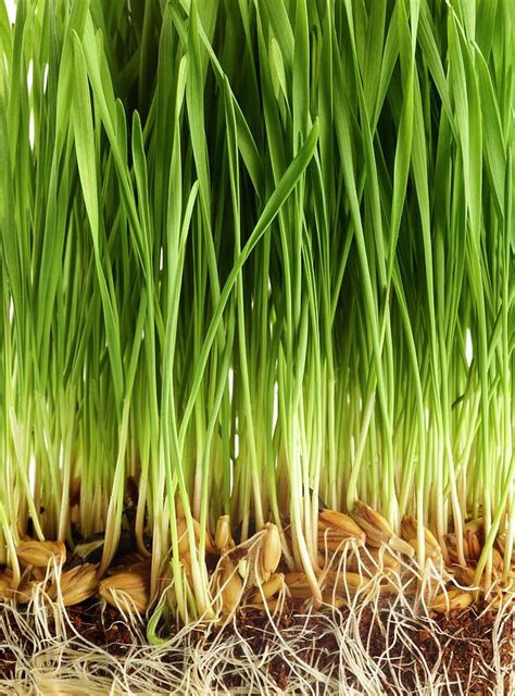 Sprouting Wheatgrass Photograph By Science Photo Library Pixels