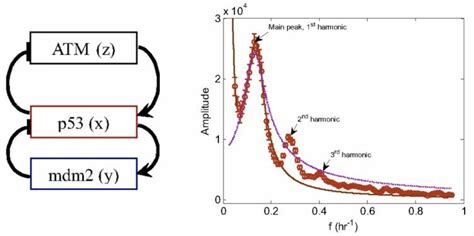 P53 Mdm2 Atm Feedback Loop Left And A Model Of Its Amplitude