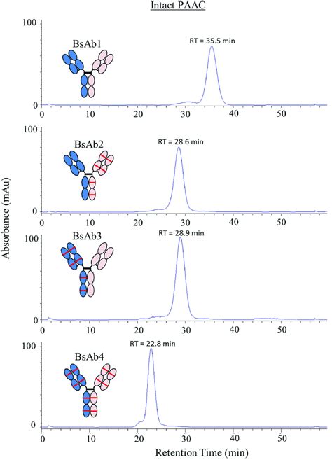 Affinity Chromatography Animation At Alonso Wilson Blog