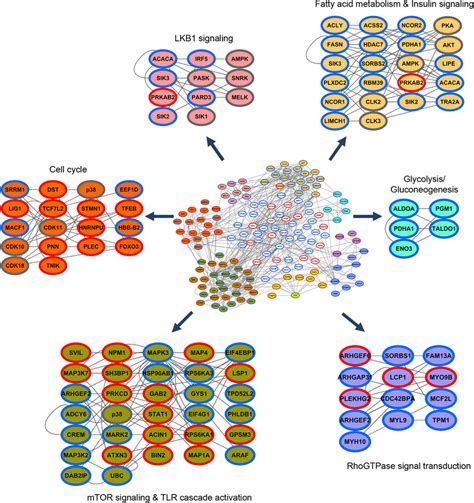 Protein Protein Interaction Network Among Altered Phosphoproteins The
