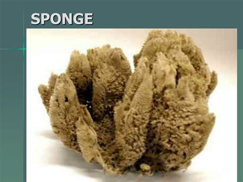 Ppt Classification Of Organisms Powerpoint Presentation Free