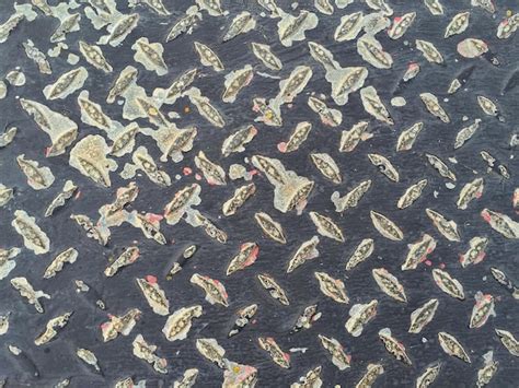 40000 Migratory Pattern Pictures