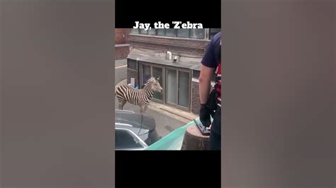 Jay The Zebra Youtube