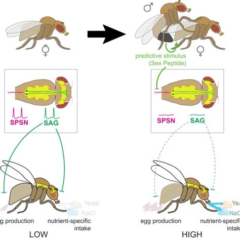 Sex Peptide Stimulates Both Egg Production And Anticipatory Download Scientific Diagram