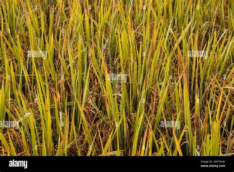 Paddy Field Background Texture Ears And Leaves Of Rice Close Up Stock
