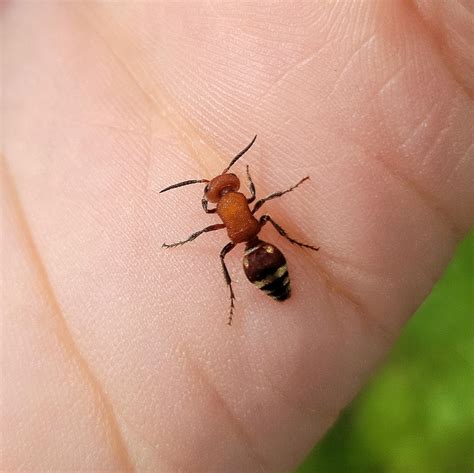 Velvet Ants Can Be Friendly Timulla Vagans R Whatsthisbug