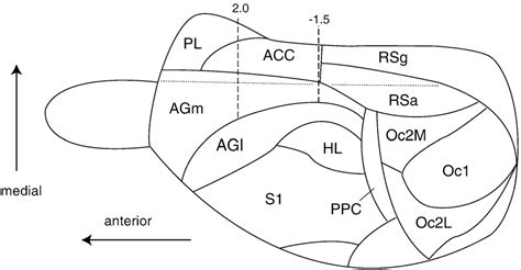 Figure 1 From Topography In The Projections Of Lateral Posterior