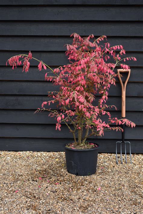 Euonymus Alatus Winged Spindle Tree 100 130cm 20lt Arundel Arboretum