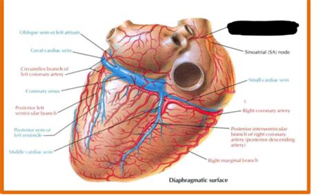 Posterior Interventricular Artery