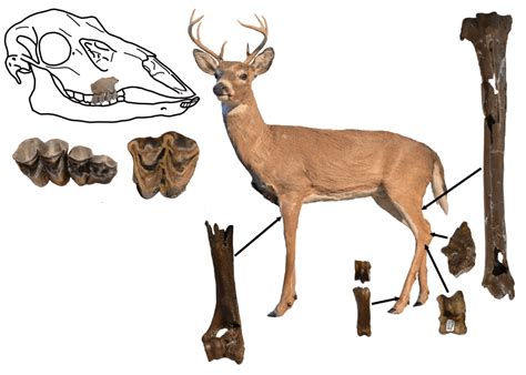 5 Million Year Old Deer Fossils Found At Gray Fossil Site Wjhl Tri