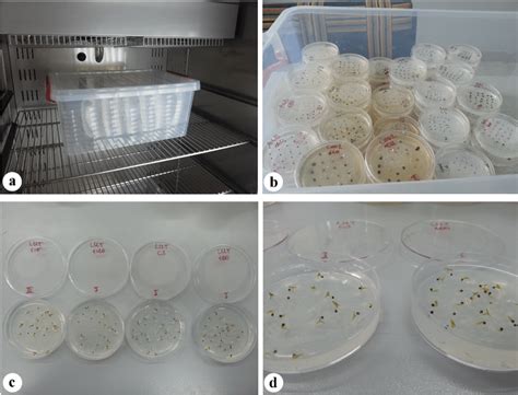 The Germination Experiment The Climate Cabinet Where Incubation