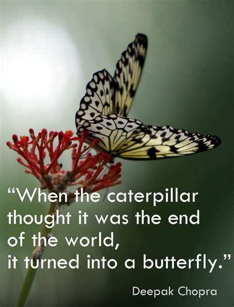 Metamorphosis Quotes Quotesgram