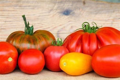 Bright Multi Colored Tomatoes Of Different Sizes Red Yellow Variegated Large Beef And Small