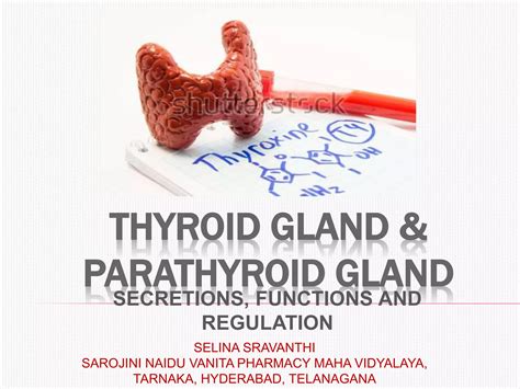 Thyroid Gland¶thyroid Gland Secretion Function And Regulation Ppt