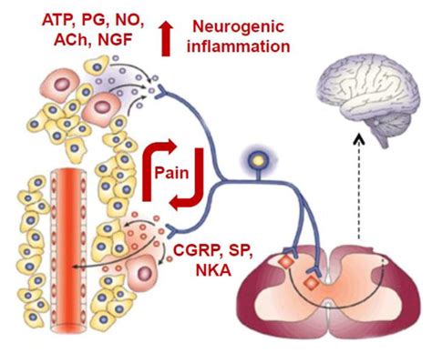 Role Of Neurogenic Inflammation In Local Communication In The Visceral