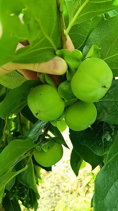 Хурма Хиакуме привитая на прикорневую поросль виргинской хурмы хурма Youtube