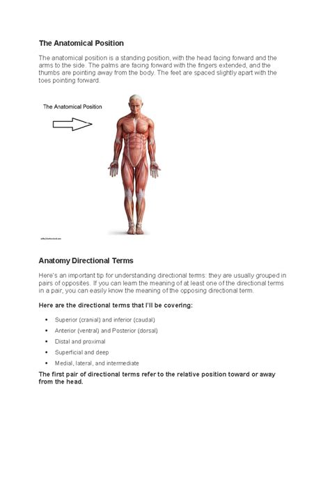 Superior Position Anatomy