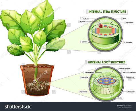 Diagram Of A Vascular Plant New Using Diagrams To Show