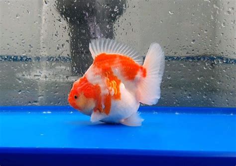 Oranda Sakura Short Tail Goldfish