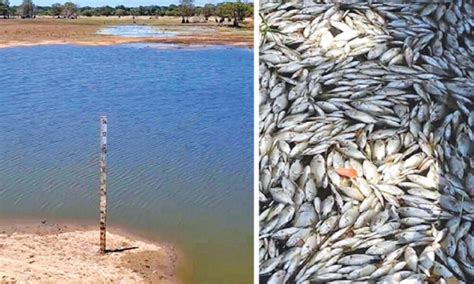 Dead Fish From Mallavi Tank Being Sold Sri Lanka Mirror Right To