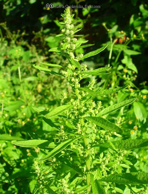 Wormseed Bonide